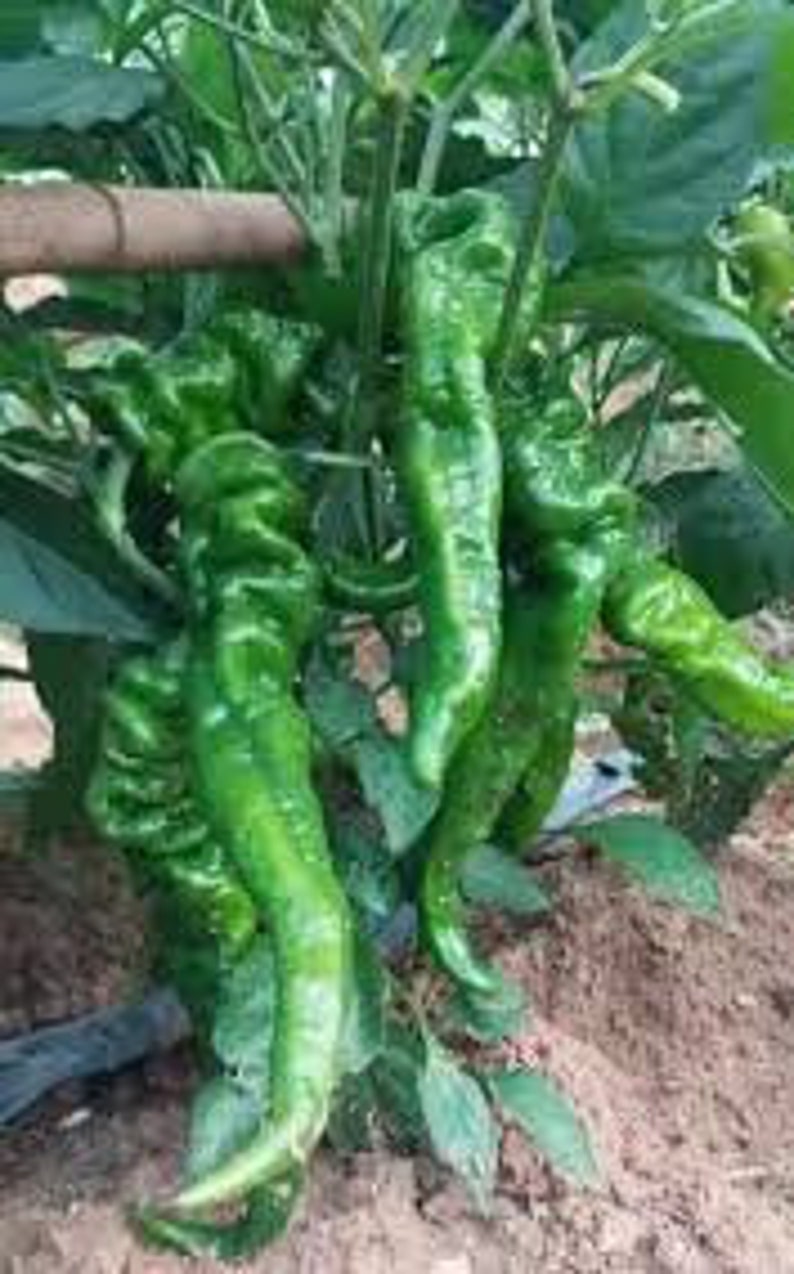Super Big Spicy Screw Pepper (very Fragrant) 30 Seeds at Least 4 Bags ...