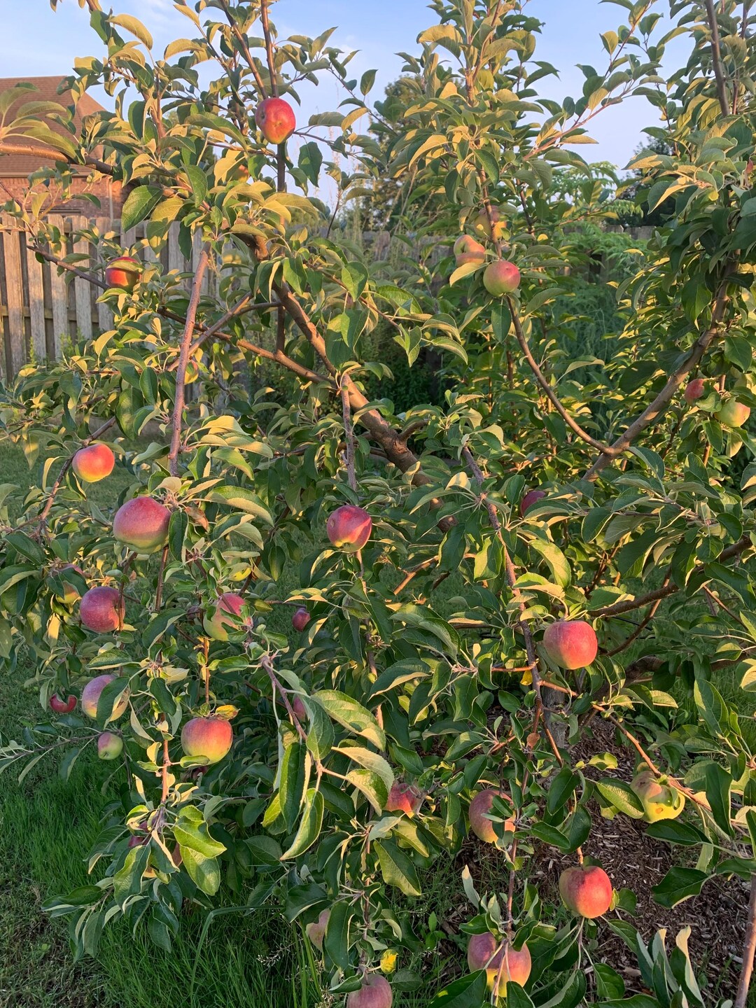 Apple Scions for Grafting - Etsy