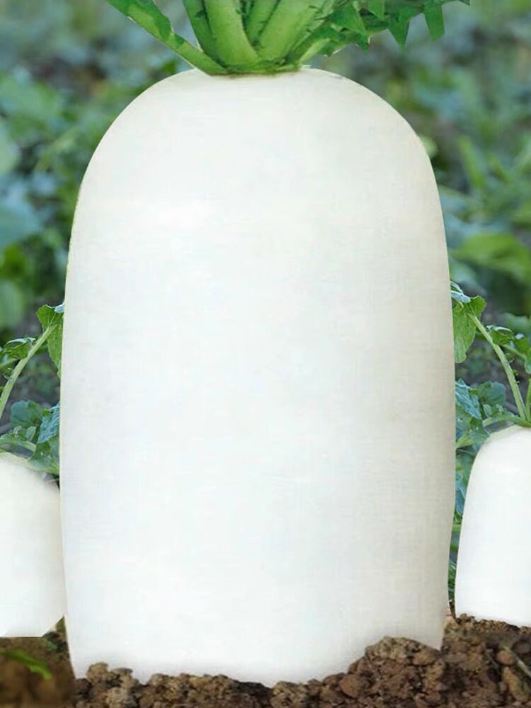 Chinese Big White Radish 九斤王白萝卜seeds, at Least 4 Bags of Seeds for ...