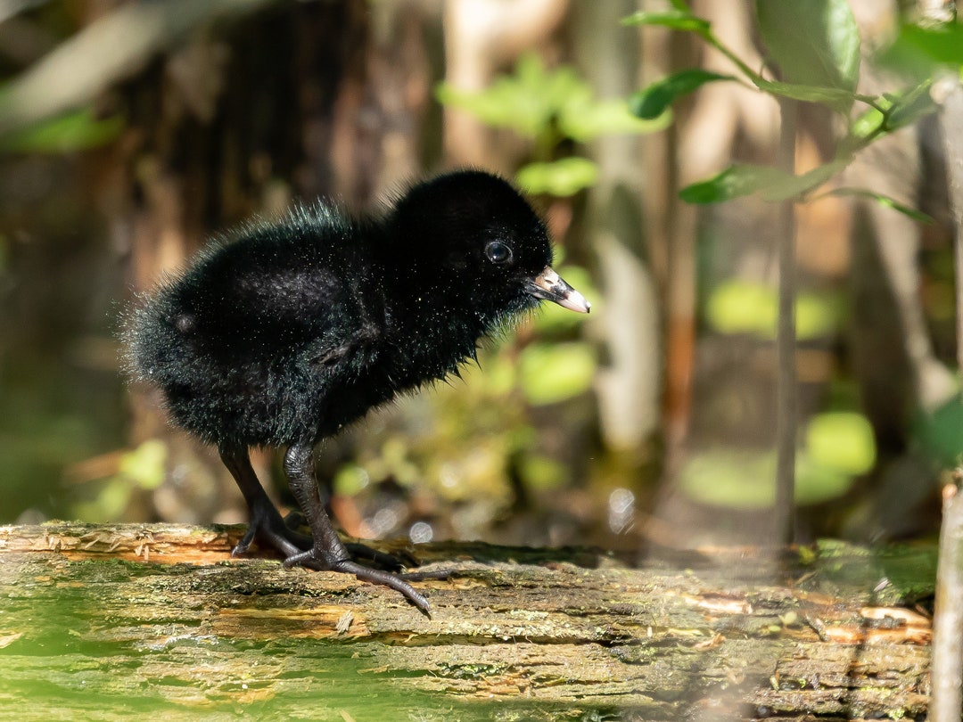 Virginia Rail Chick Bird Print - Ottawa, Canada | Jhwildphoto Fine Art ...