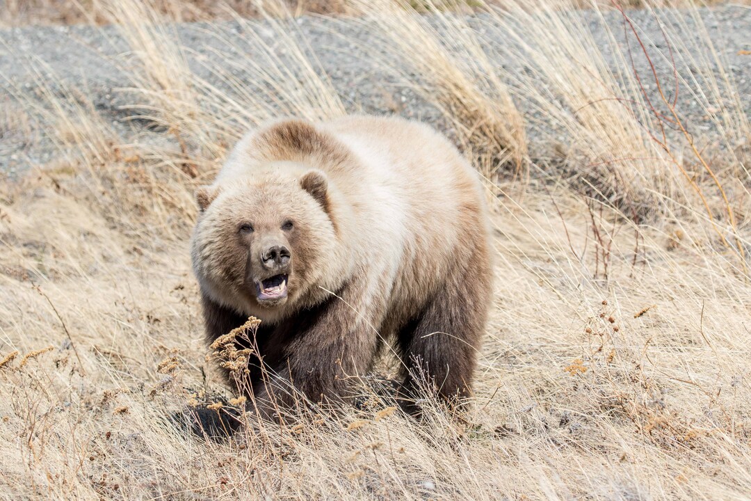 Grizzly Bear Wildlife Print Snarling - Yukon Canada | Jhwildphoto Fine ...