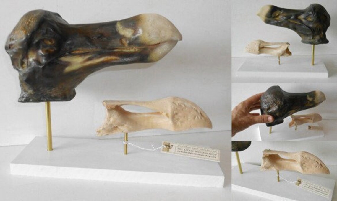 DODO Head and Beak Casts - Etsy