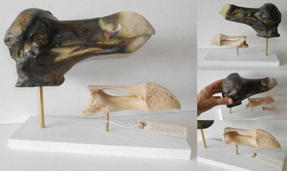 DODO Head and Beak Casts - Etsy