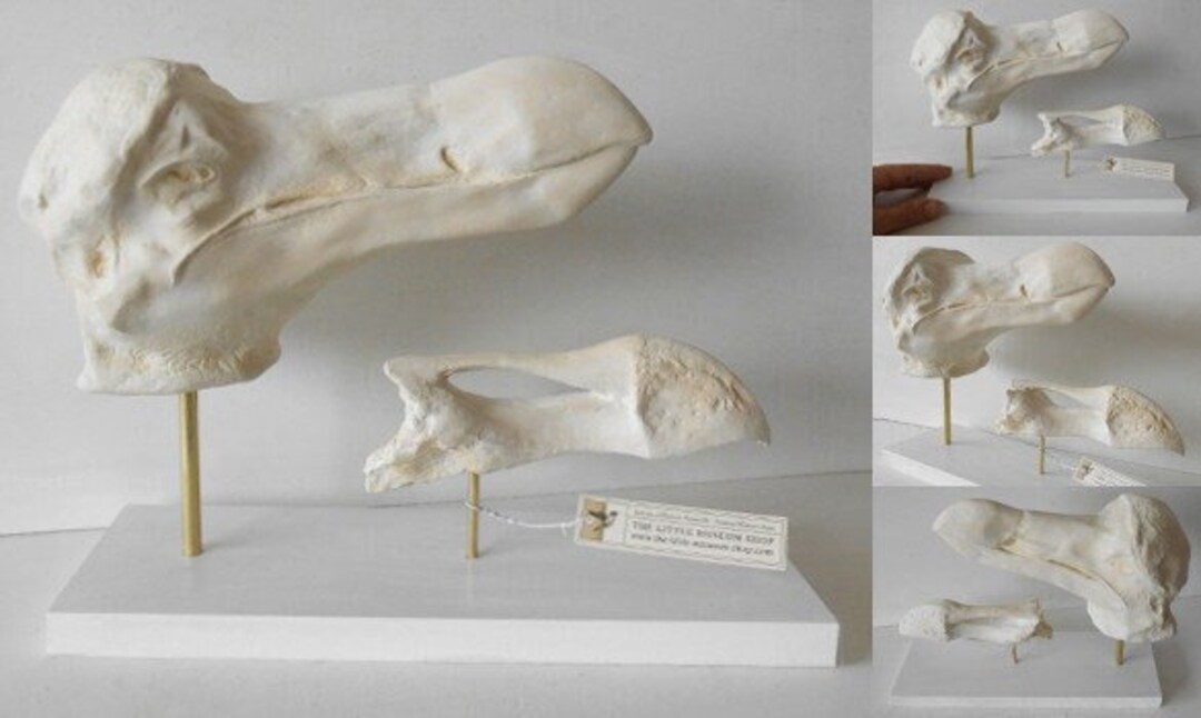 DODO Head and Beak Casts - Etsy