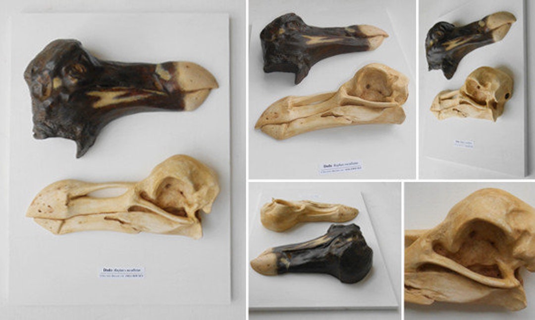 DODO Head and Skull Casts - Etsy