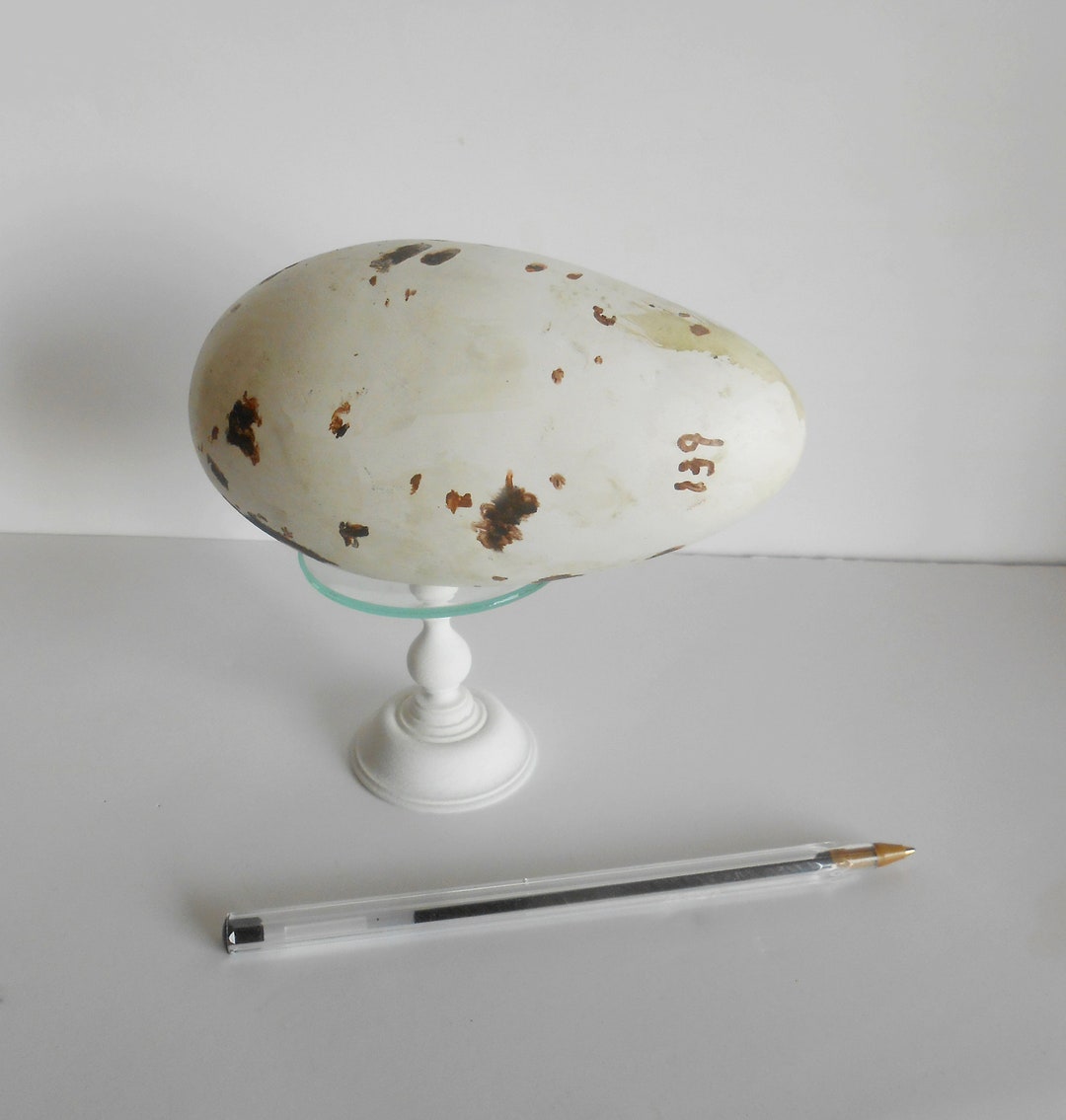 GREAT AUK Egg Replica - Extinct Species - Etsy