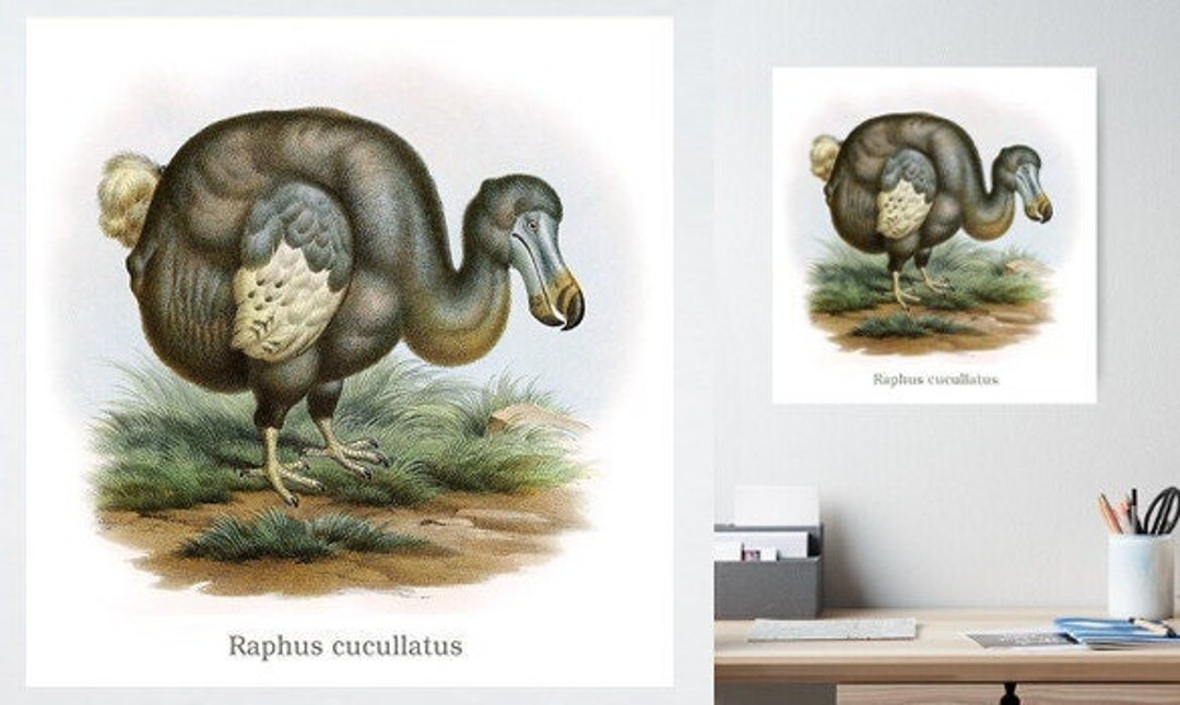 Poster "raphus Cucullatus" - Etsy