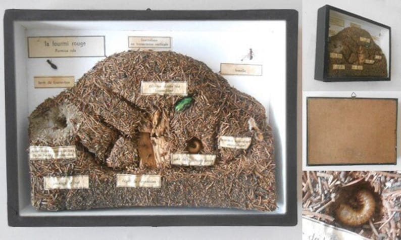 Study of the Red Ant Life - France, Circa 1940 - Etsy