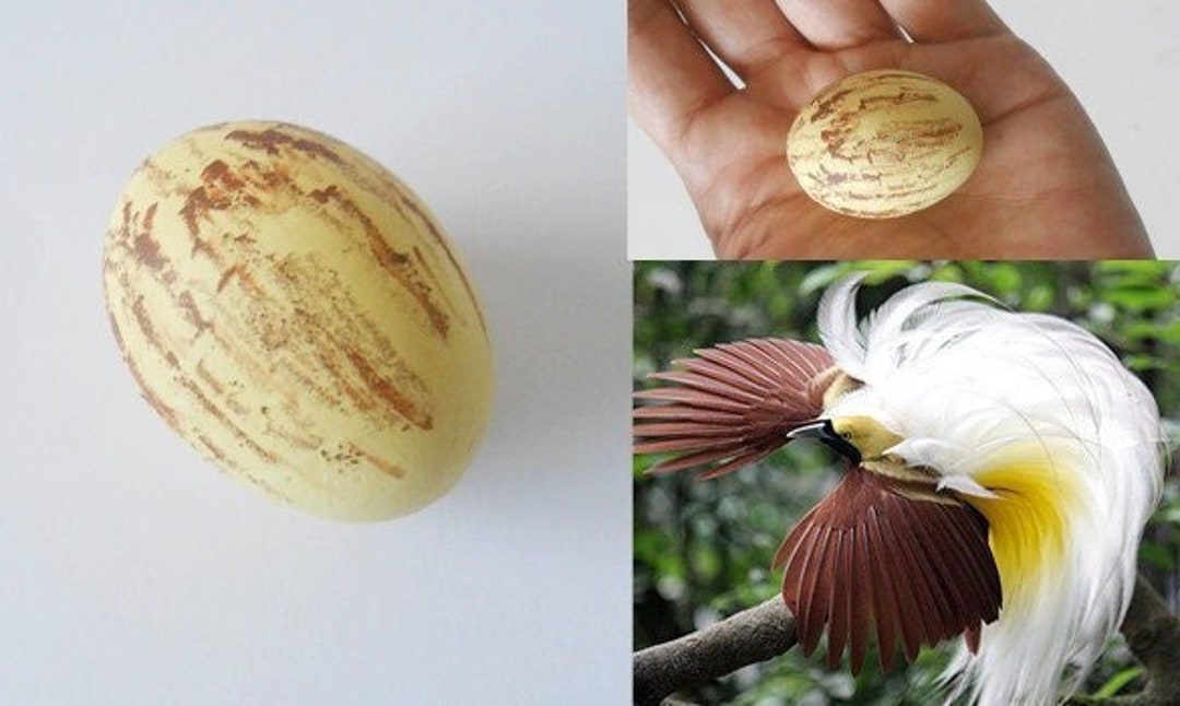 Lesser Bird-of-paradise Egg Museum Replica - Etsy