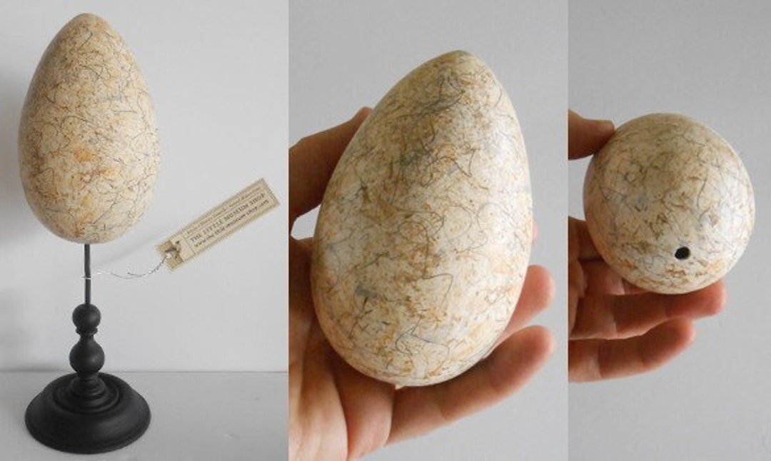 GREAT AUK Egg Replica - Extinct Species - Etsy