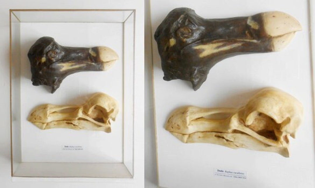 DODO Head and Skull Casts Glass Case - Etsy