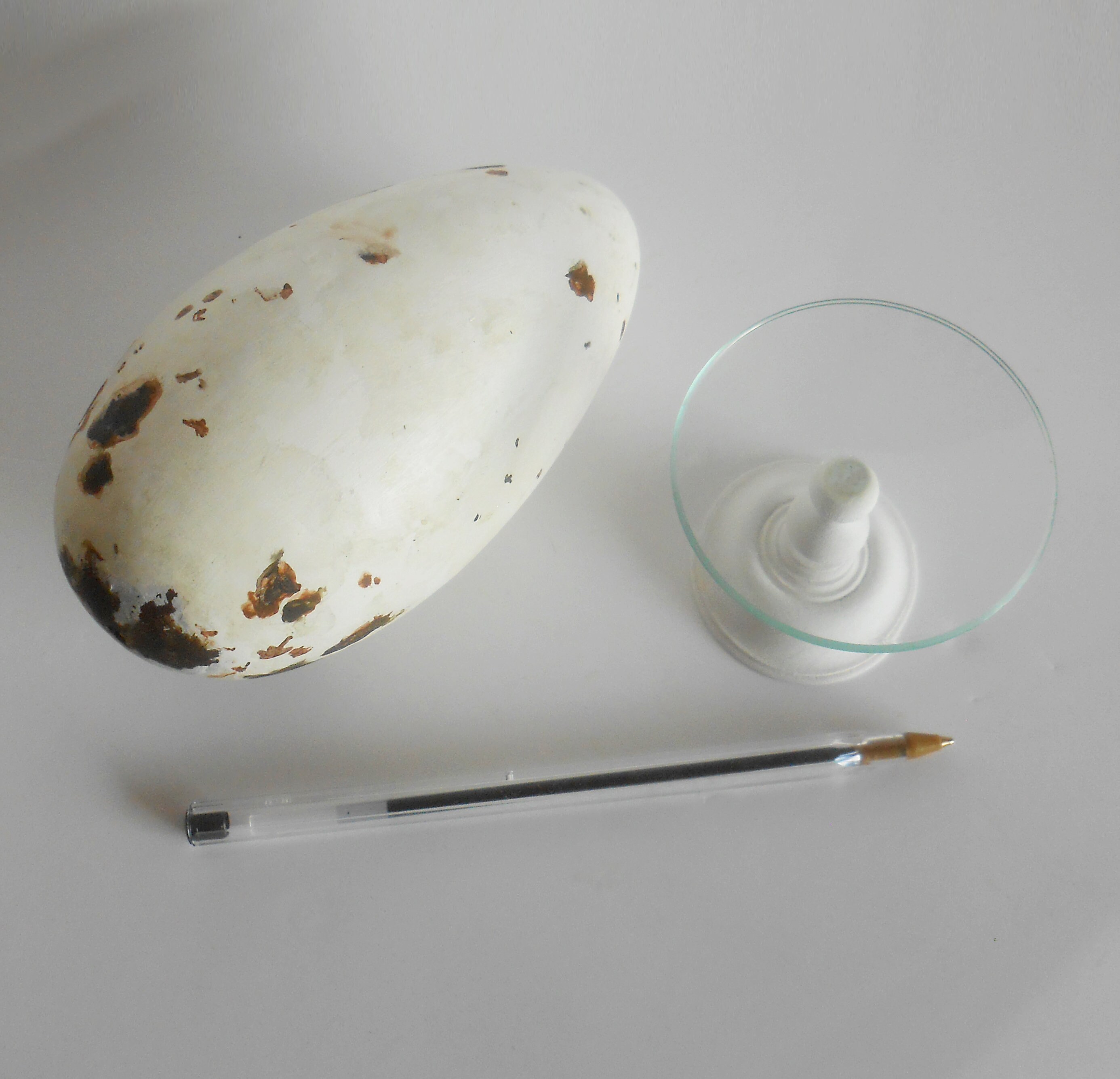 GREAT AUK Egg Replica - Extinct Species - Etsy