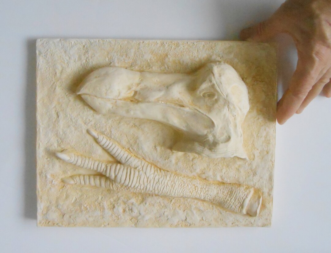 Dodo Head and Foot - Etsy UK