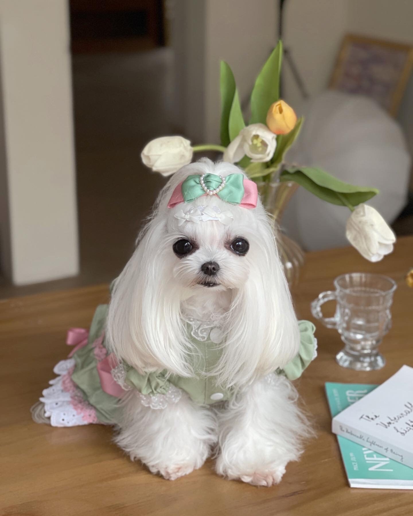Dog Wedding Dress Costume