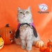 Halloween Witch Pet Collar Costume Halloween Witch Theme - Etsy