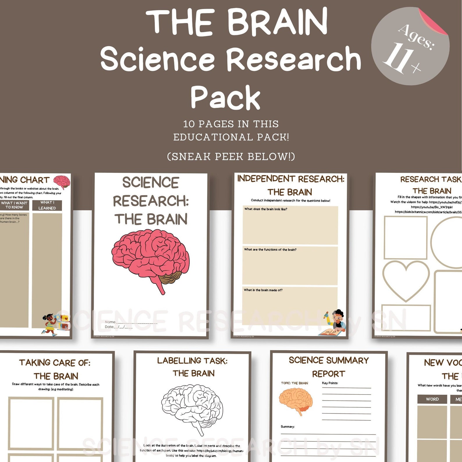 KS2/KS3 the Brain Printable/digital Science Activity Pack. - Etsy