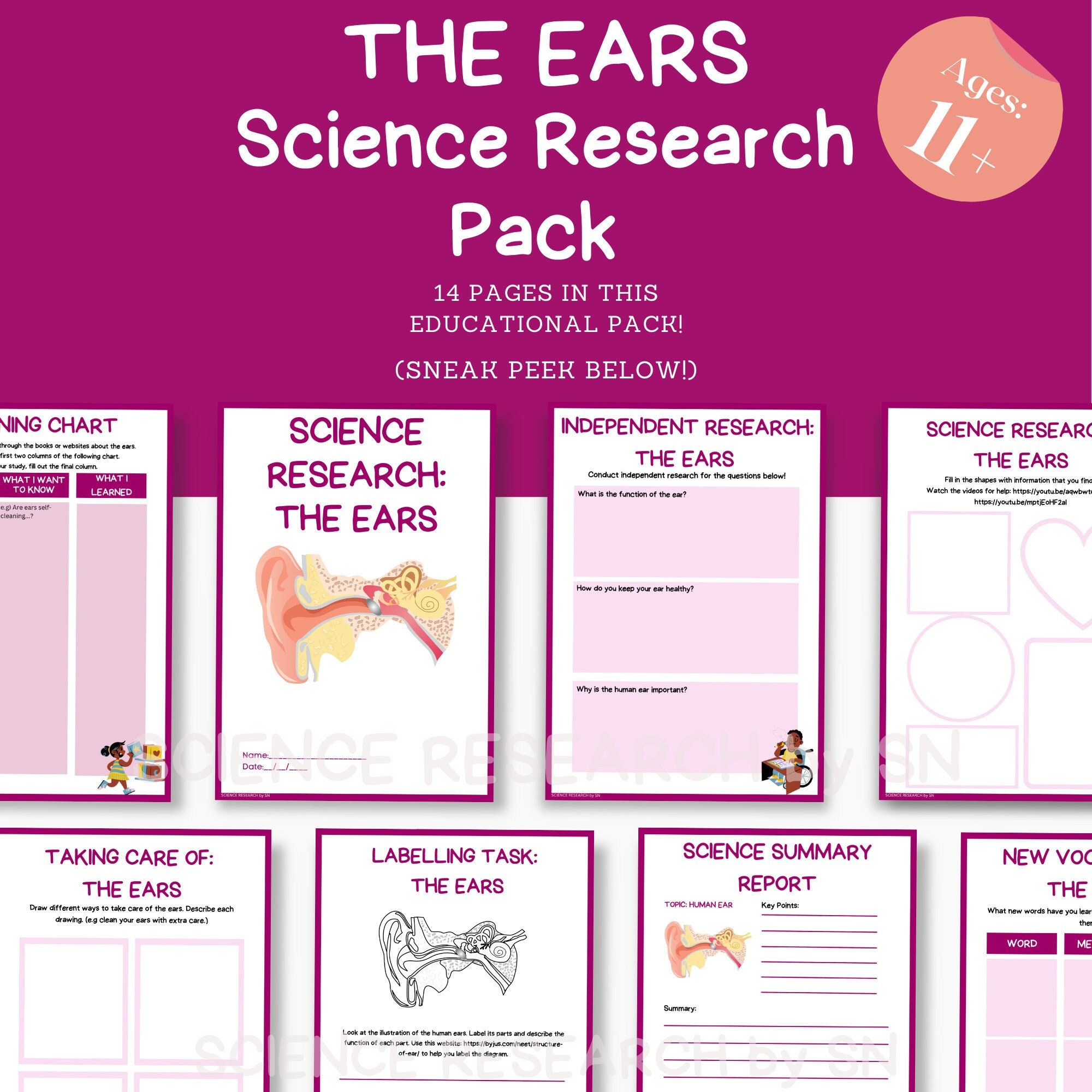 Parts Of The Ears Without Label