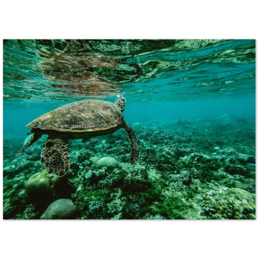 Sea Turtle Premium Poster Tropical Wall Art Free Shipping Worldwide - Etsy