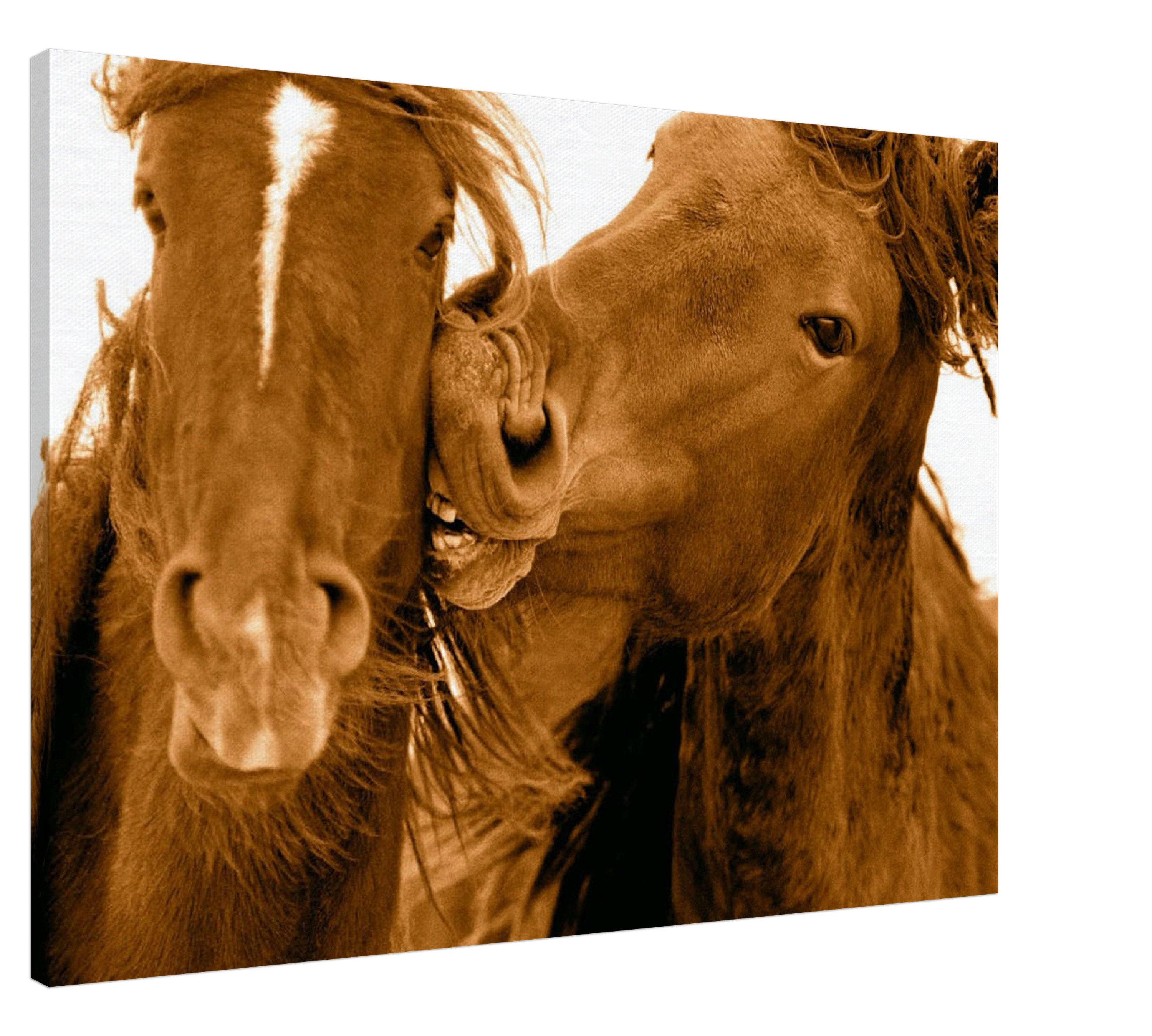 Sable Island Horses Love Bite Horses Print Wall Art Sable - Etsy