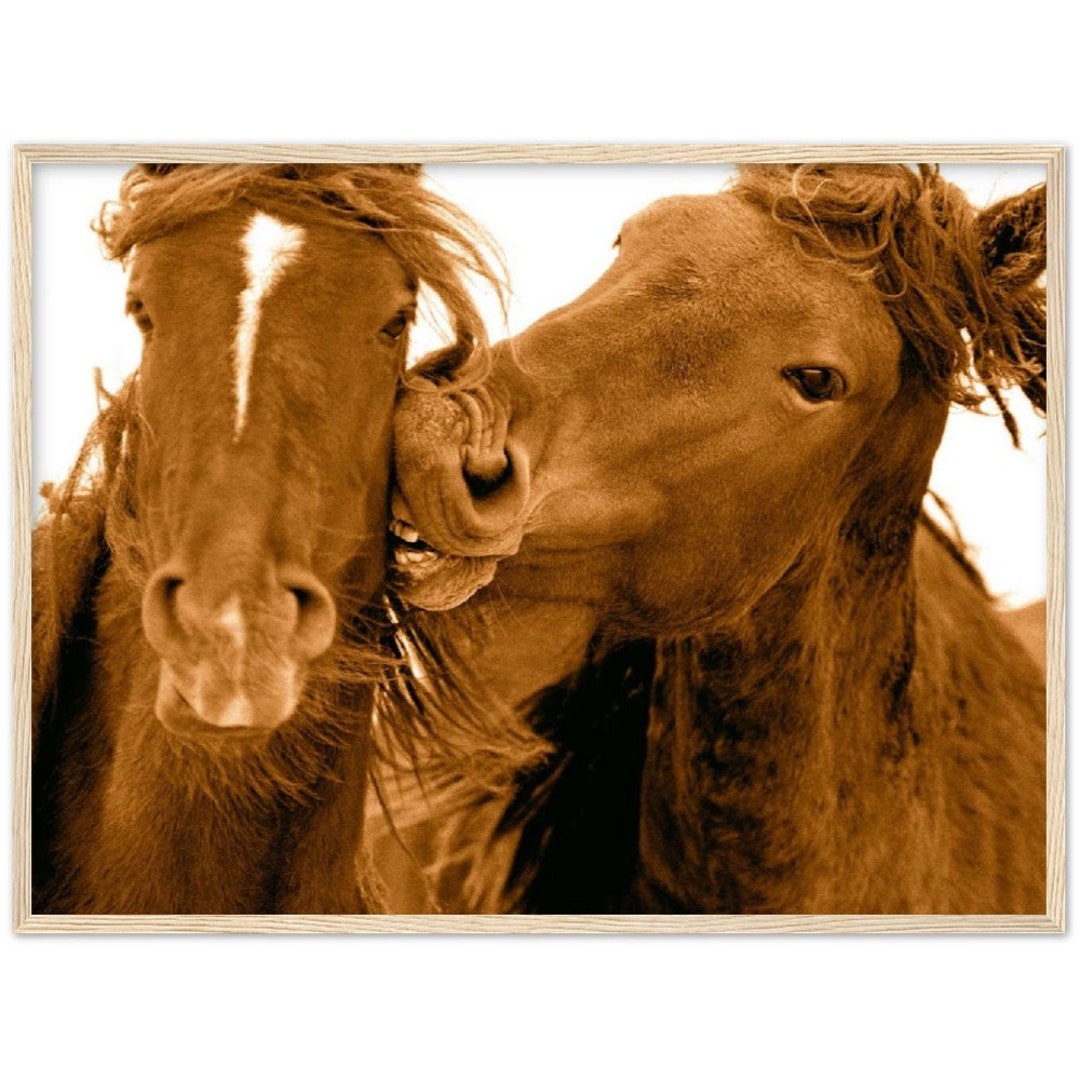 Sable Island Horses Love Bite Horses Print Wall Art Sable - Etsy