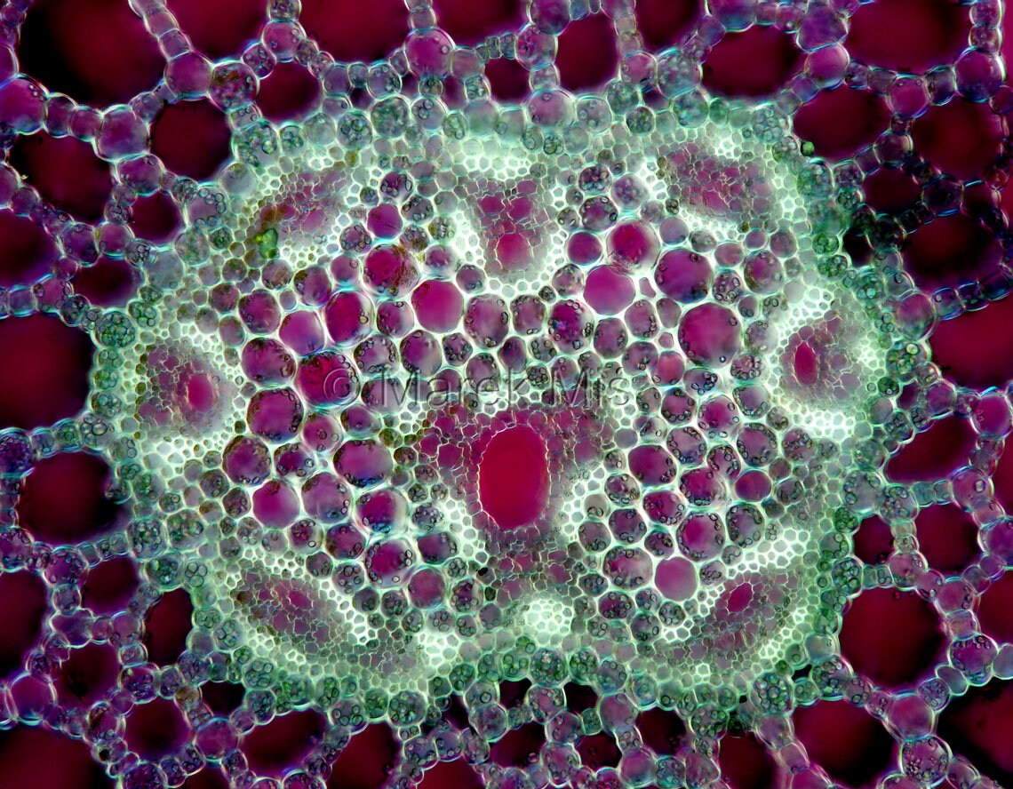 Pondweed Stalk Under the Microscope, Artistic Micrograph on Wall ...