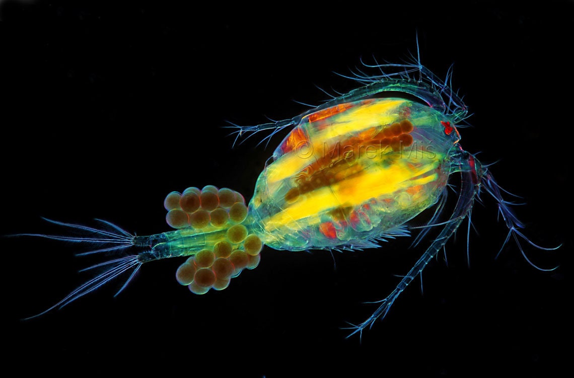 Cyclops Under the Microscope in Polarized Light and Dark Field ...