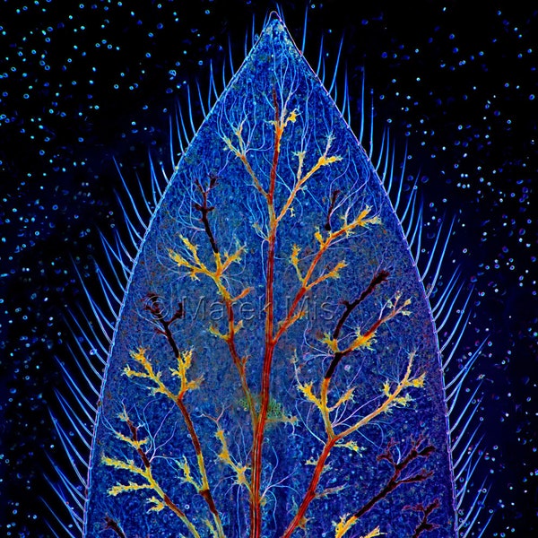 Microscope Art - Etsy