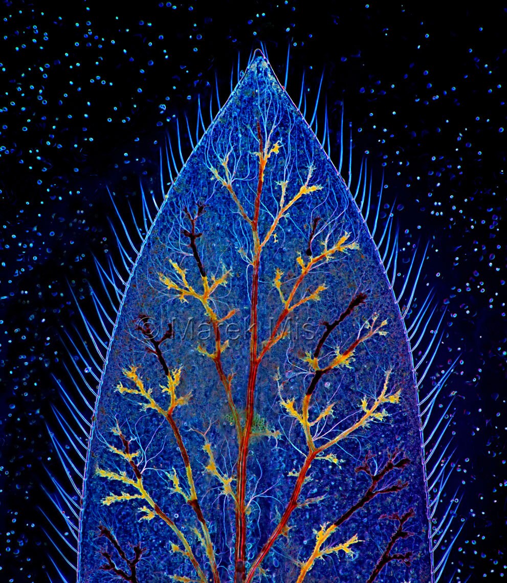 Damselfly Caudal Gill Under the Microscope, Art Under the Microscope ...