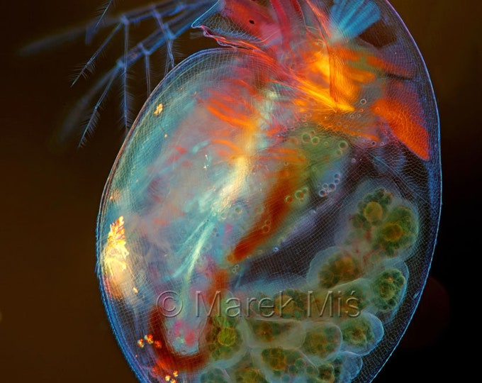 Salvinia Cucullata, asian Water Moss, 25 Leaves, Live Floating Aquarium ...