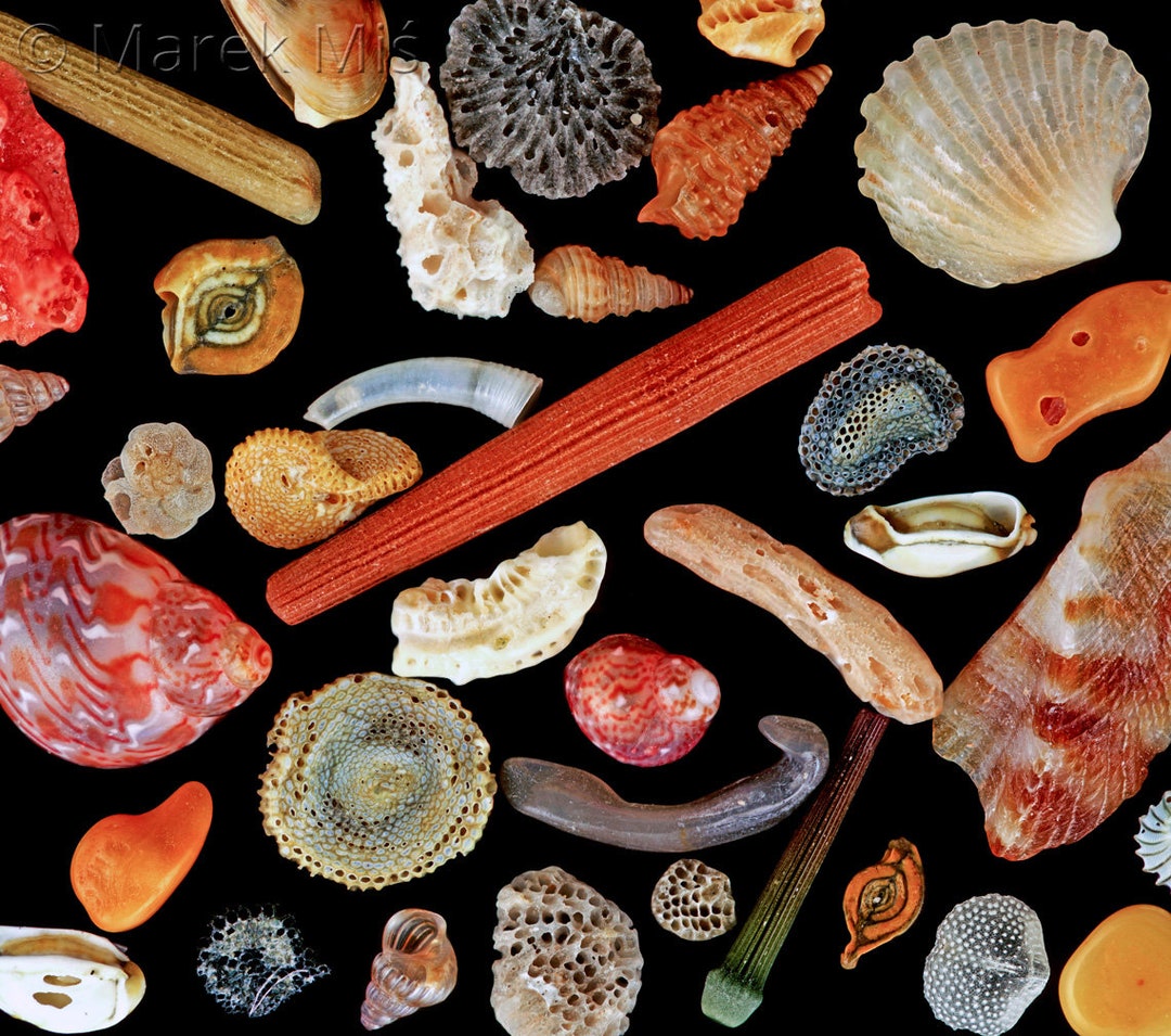 Sand From the Sea Beach Under the Microscope, Sand Under the Microscope ...