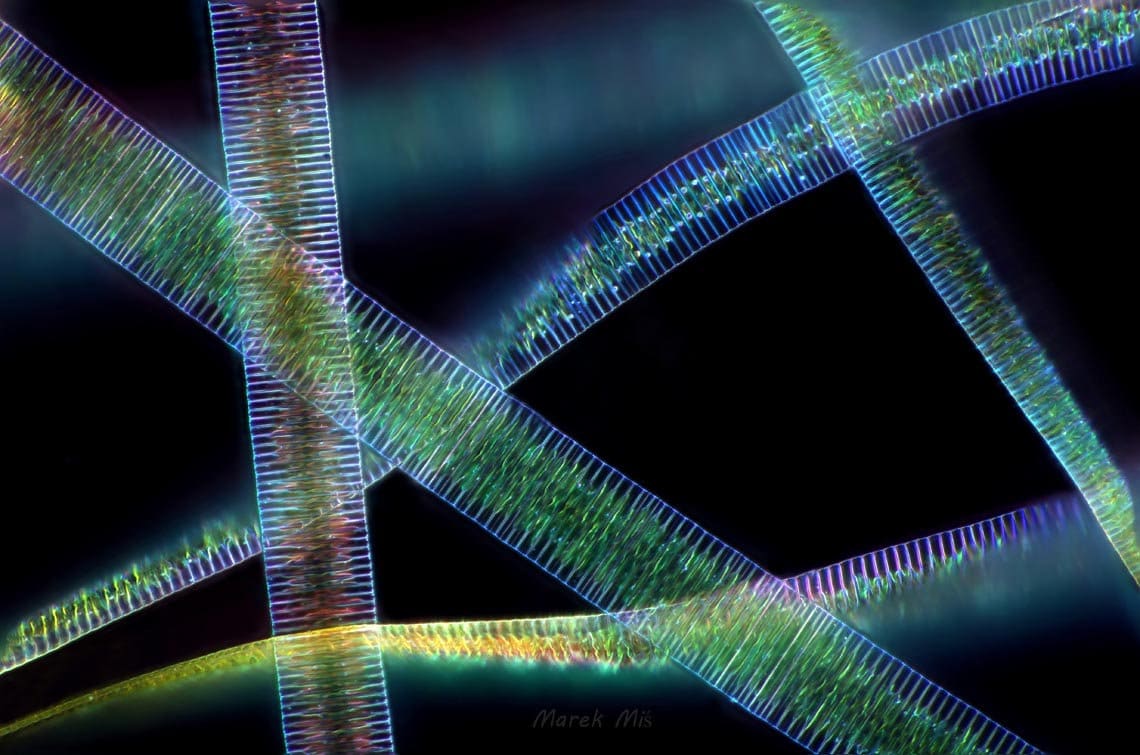 Art & Collectibles Prints artistic algae under the microscope art under ...