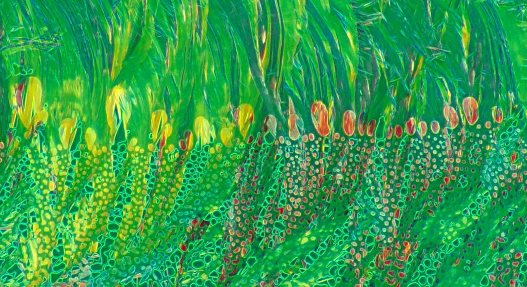 Microscopic World, Microscopic Art, Microworld, Microscope, Micro Art ...