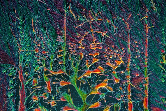 Wall Hangings Abstract art under the microscope artistic abstract ...