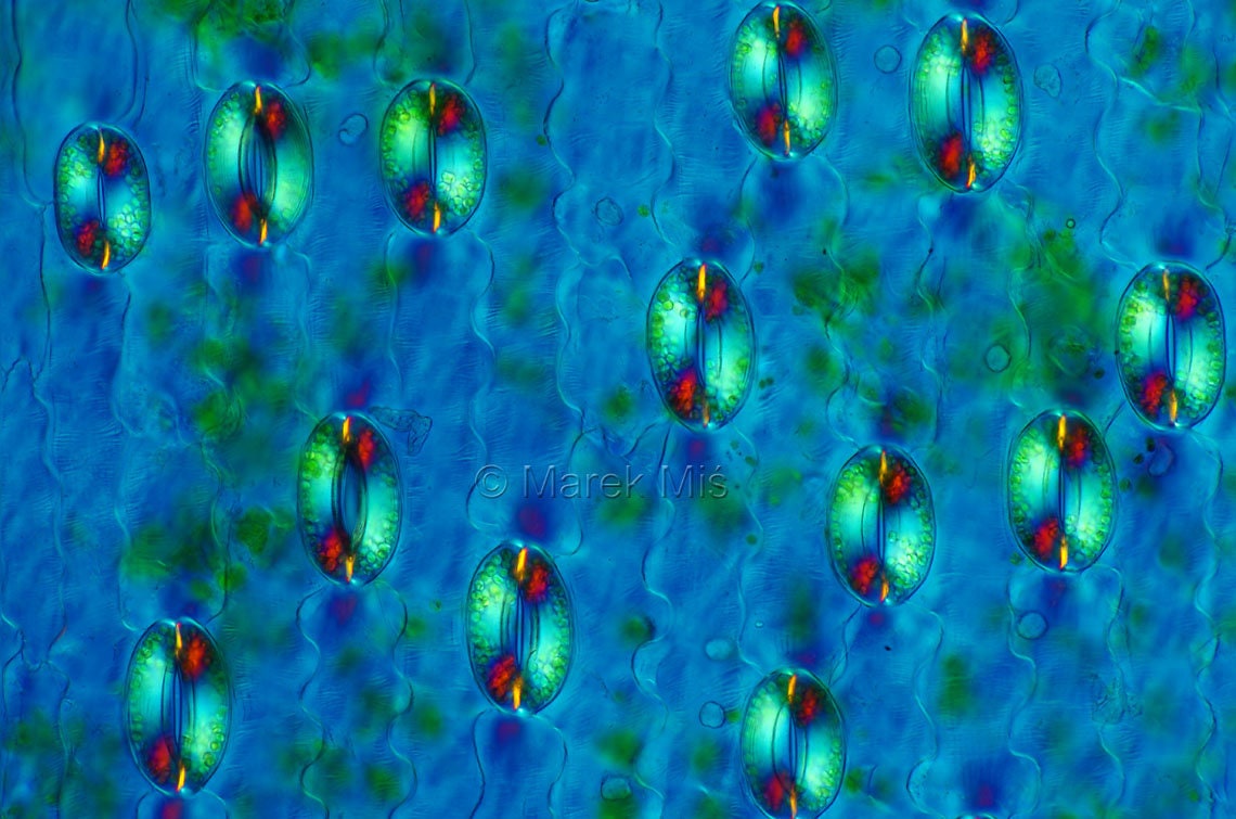 Estomas en la epidermis del tulipán, tejido vegetal, planta artística ...