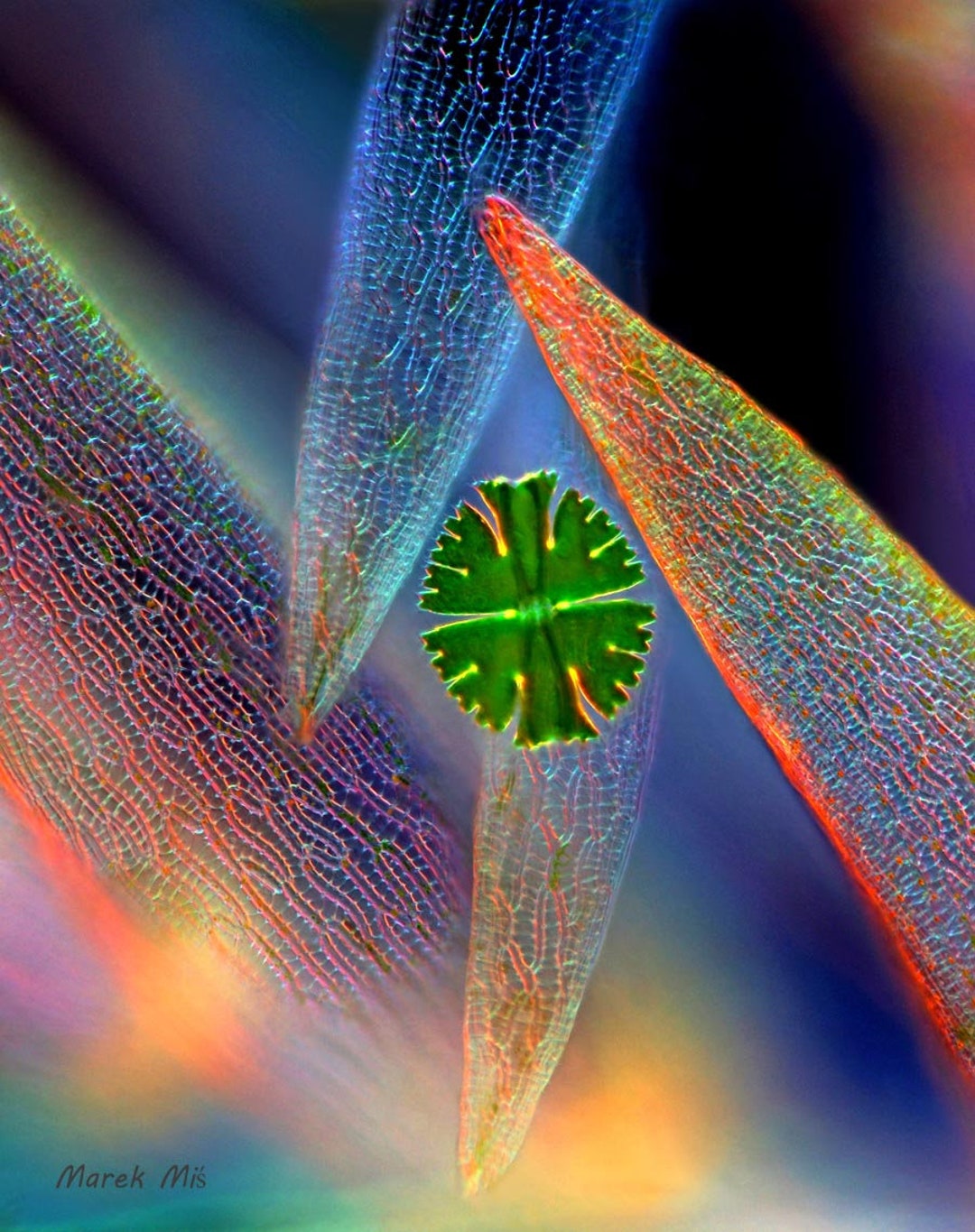 Colourful Alga Under the Microscope, Art Under the Microscope ...