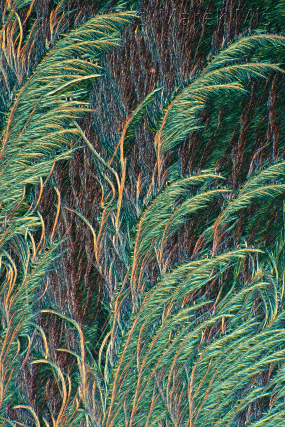 Abstract Grasses Under the Microscope, Recrystallized Callus Remover ...