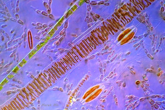 Brown Algae Microscope