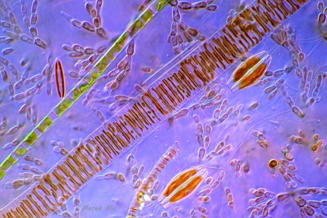 Red Algae Microscopic