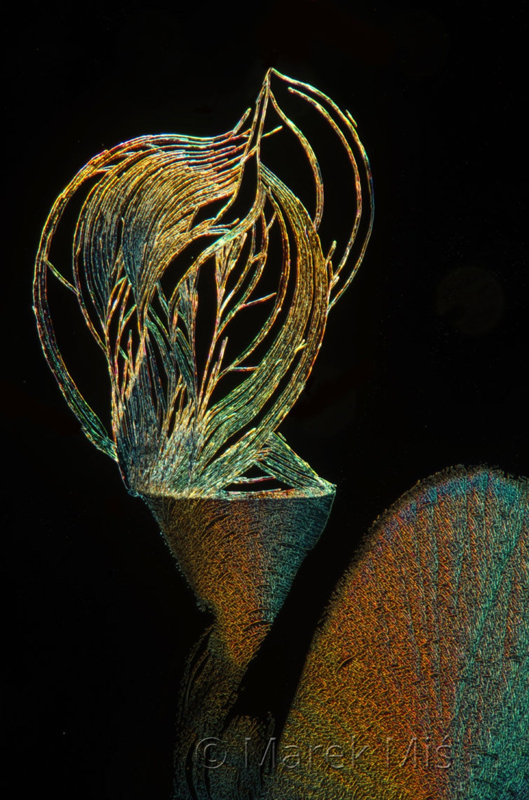 Callus Remover Under the Microscope, Burning Oil Lamp, Microscope Art ...