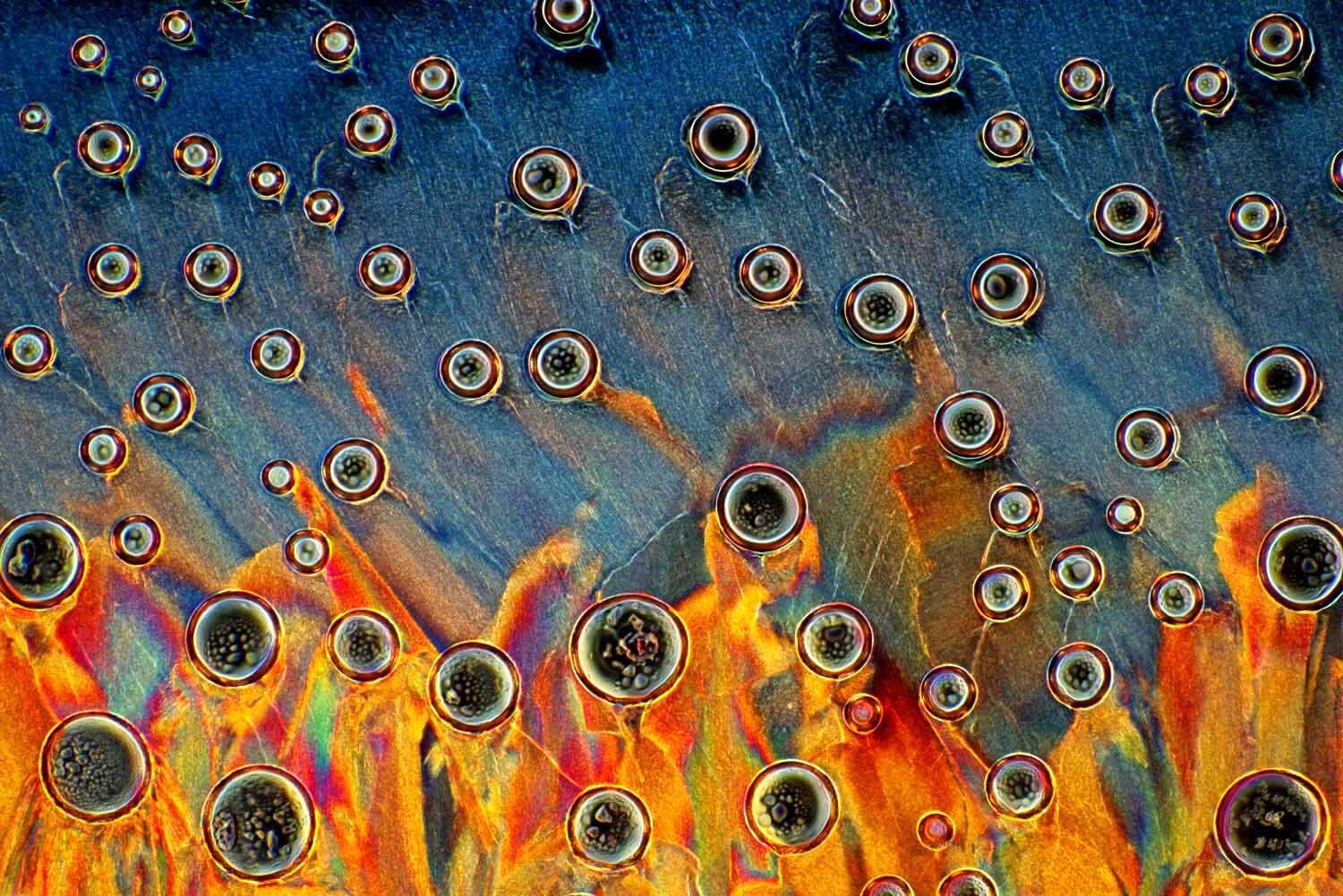 Microscope, Microscopic World, Microart, Microworld, Artistic ...