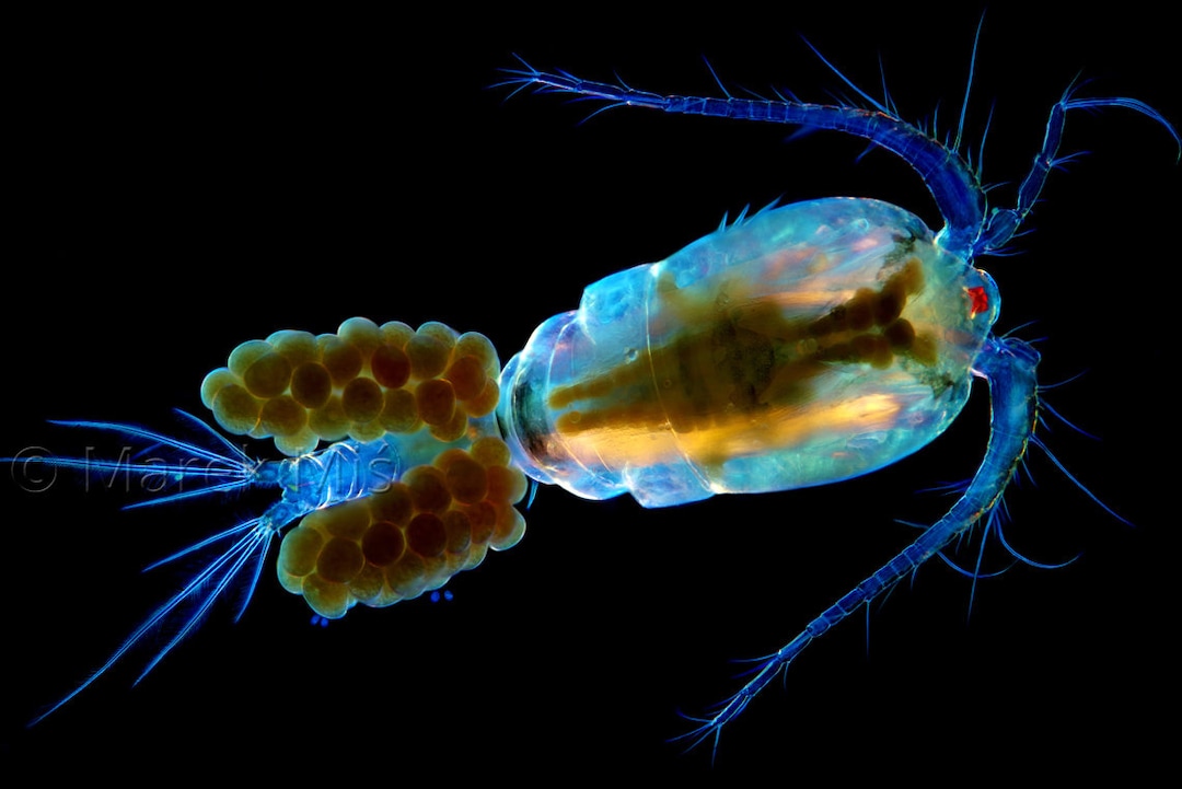Copepod Cyclops Under the Microscope, Copepod With Eggs Artistic ...