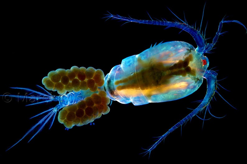 Copepod Cyclops Under the Microscope, Copepod With Eggs Artistic ...