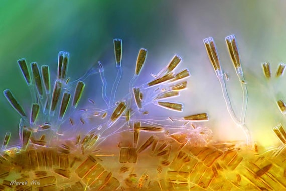 Art & Collectibles Prints artistic algae under the microscope art under ...