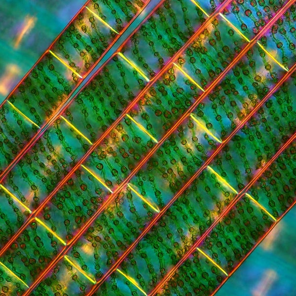 Microscope Art - Etsy