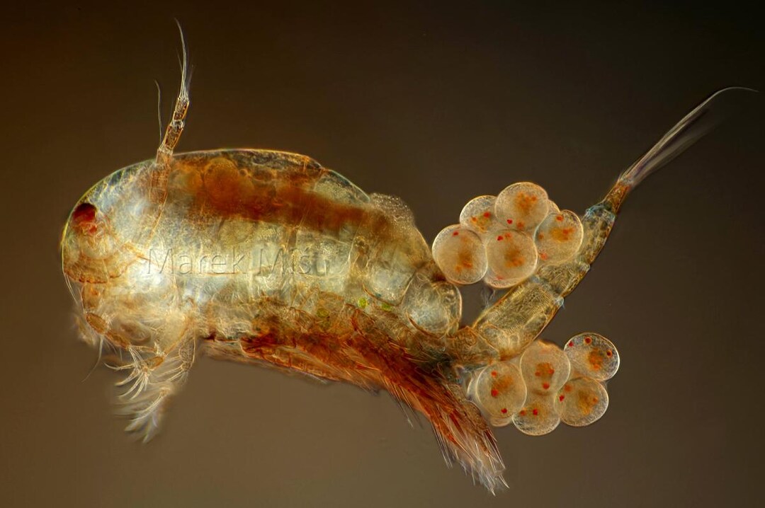A Copepod With Eggs. Rare Side View Photographed Through the Microscope ...