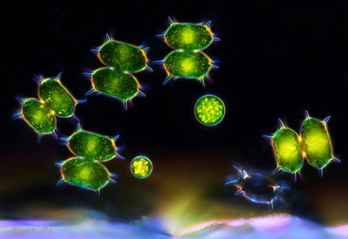 Algae Under the Microscope, Artistic Micrograph, Colourful Micrograph ...
