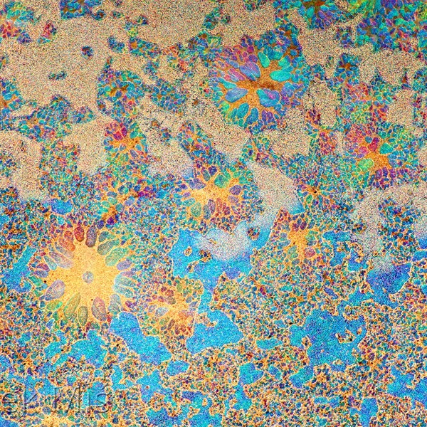 Microscope Art - Etsy