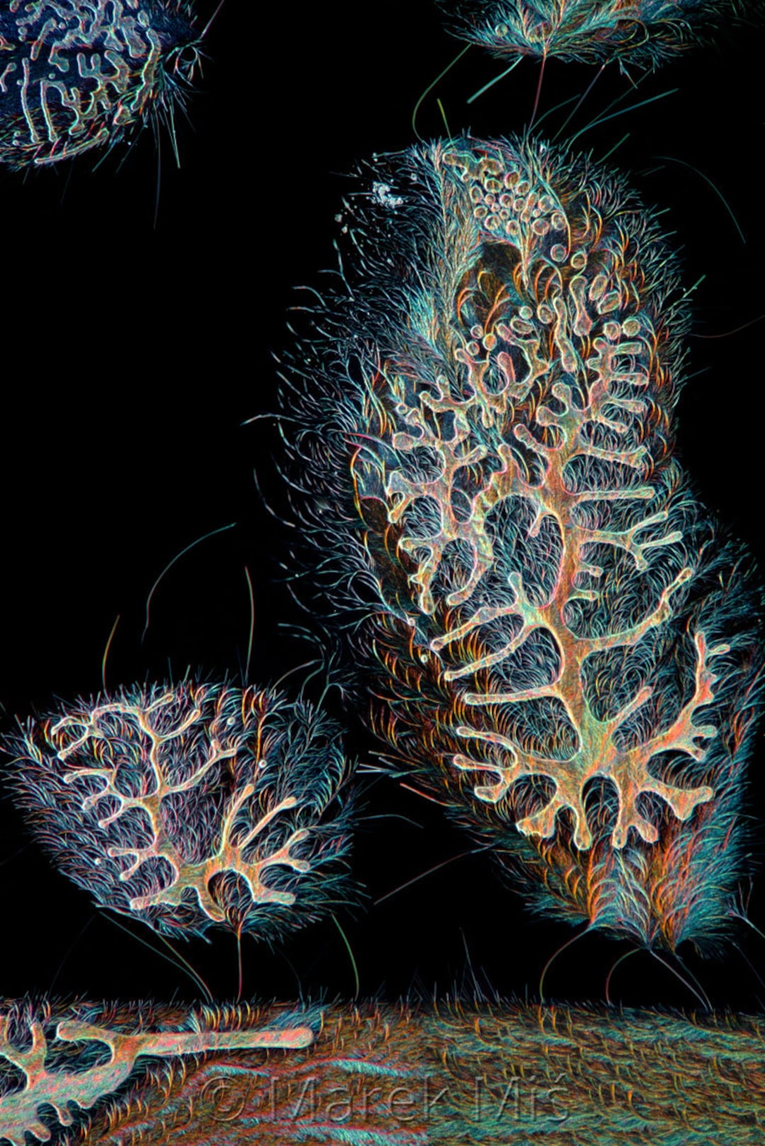 Sea Creature Art Under the Microscope Microscope Abstract - Etsy