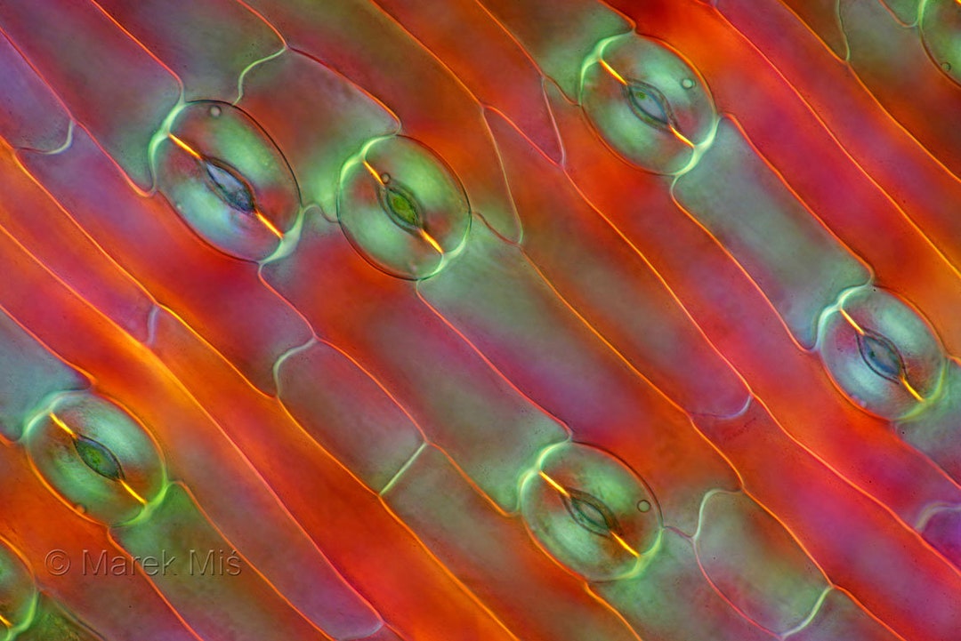 Tulip Stomata, Stomata in Tulip Epidermis, Beauty of Nature, World ...