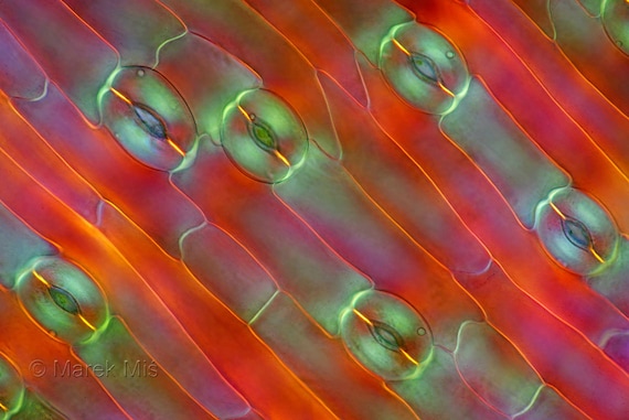 Stomata Microscope View